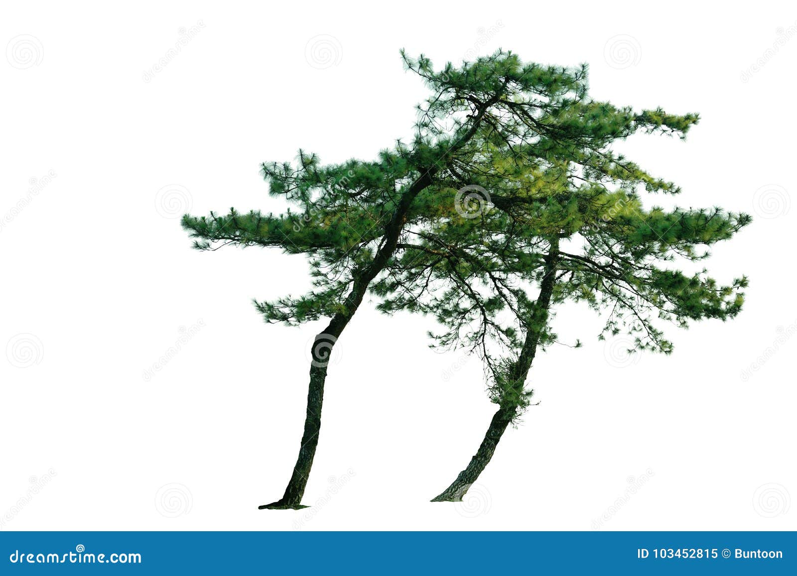 Two Pine Tree Leaning from the Wind / Isolated / White Background Stock ...