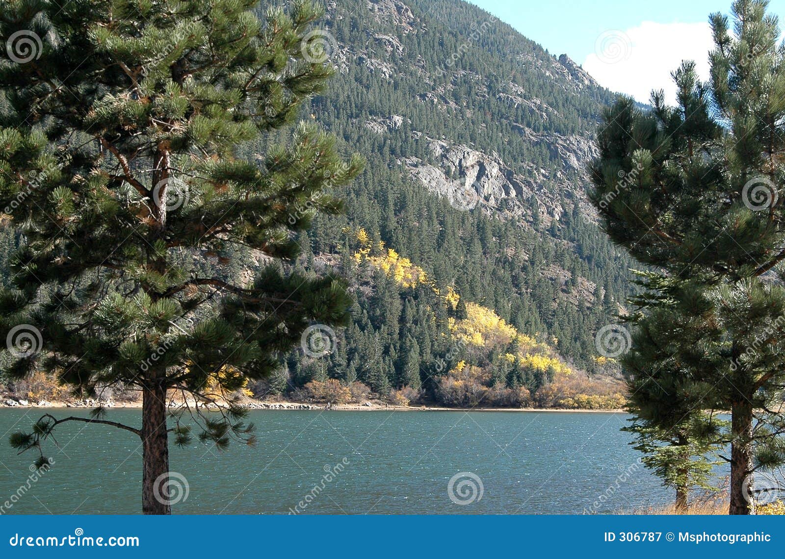 Two Pine Trees Picture. Image: 306787