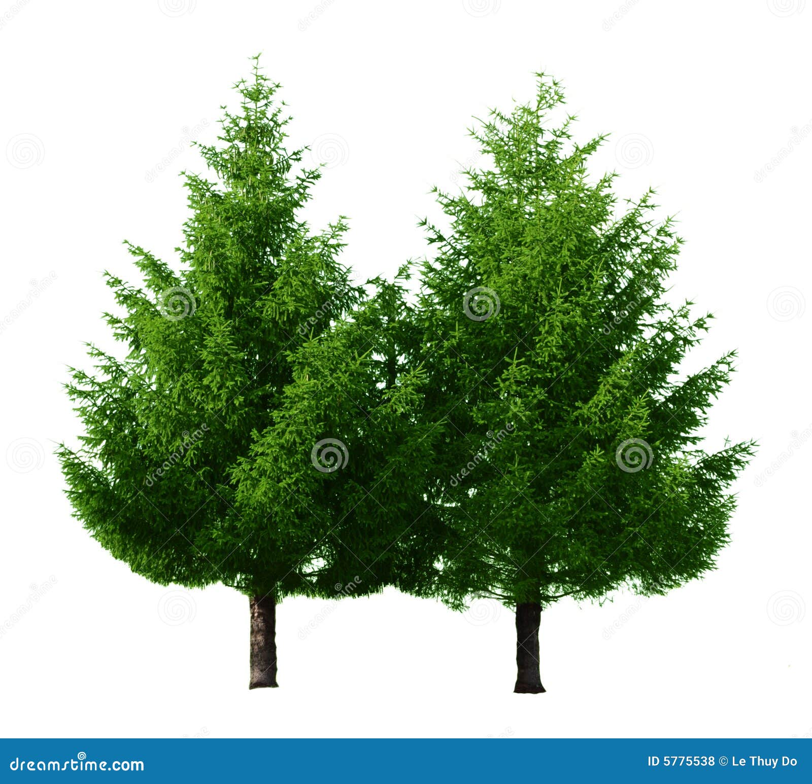 Two Pine Trees stock photo. Image of shape, object, wood - 5775538