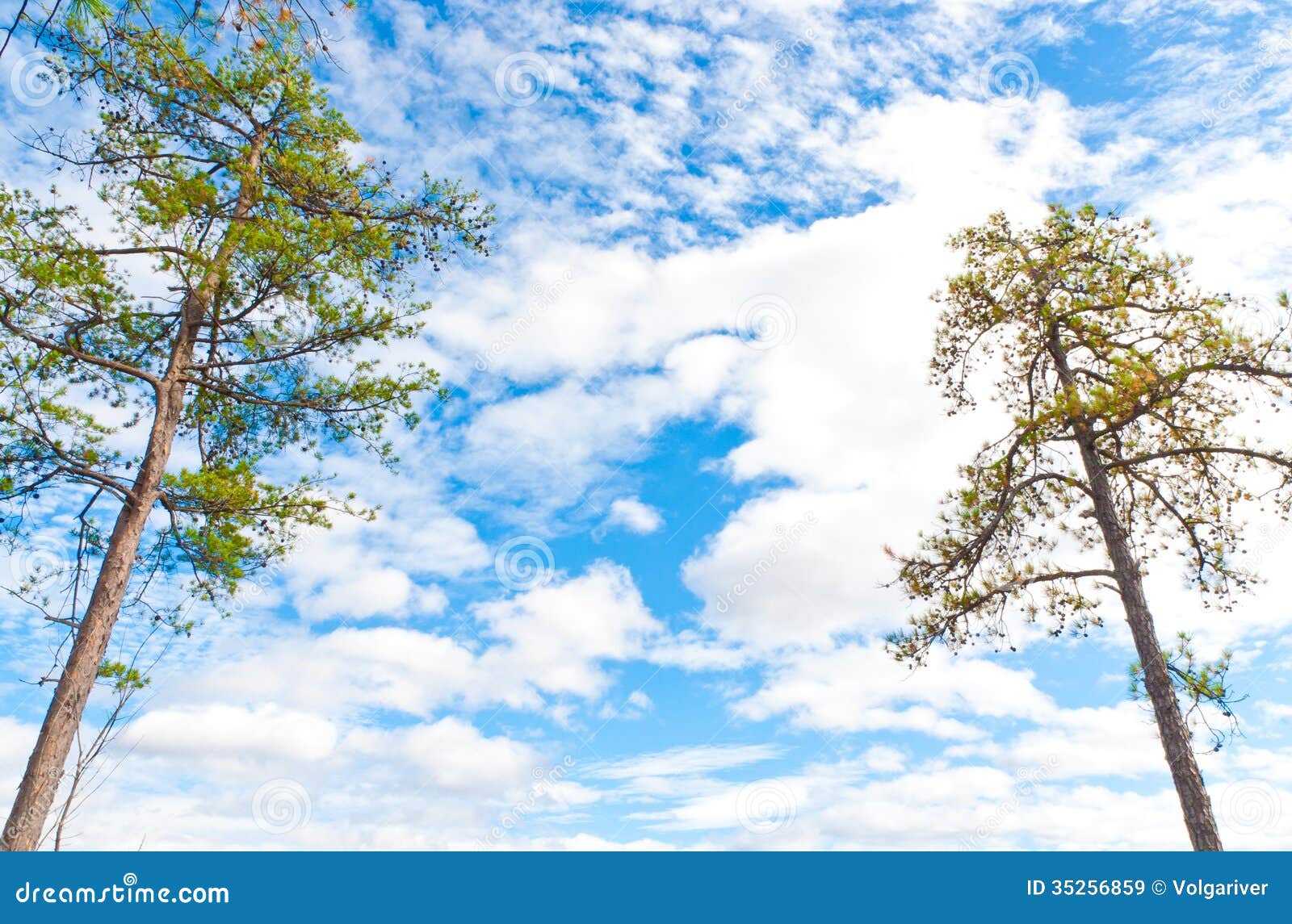 Two pine trees stock image. Image of climate, pine, energy - 35256859