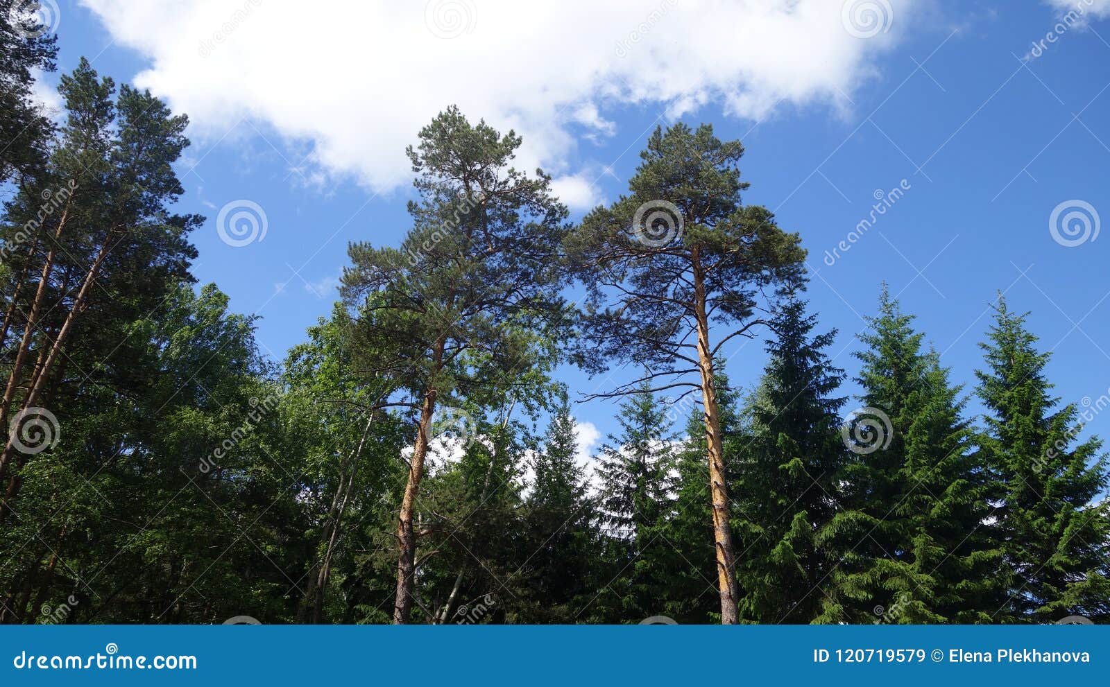 Two Pine Trees in the Forest Stock Image - Image of forest ...