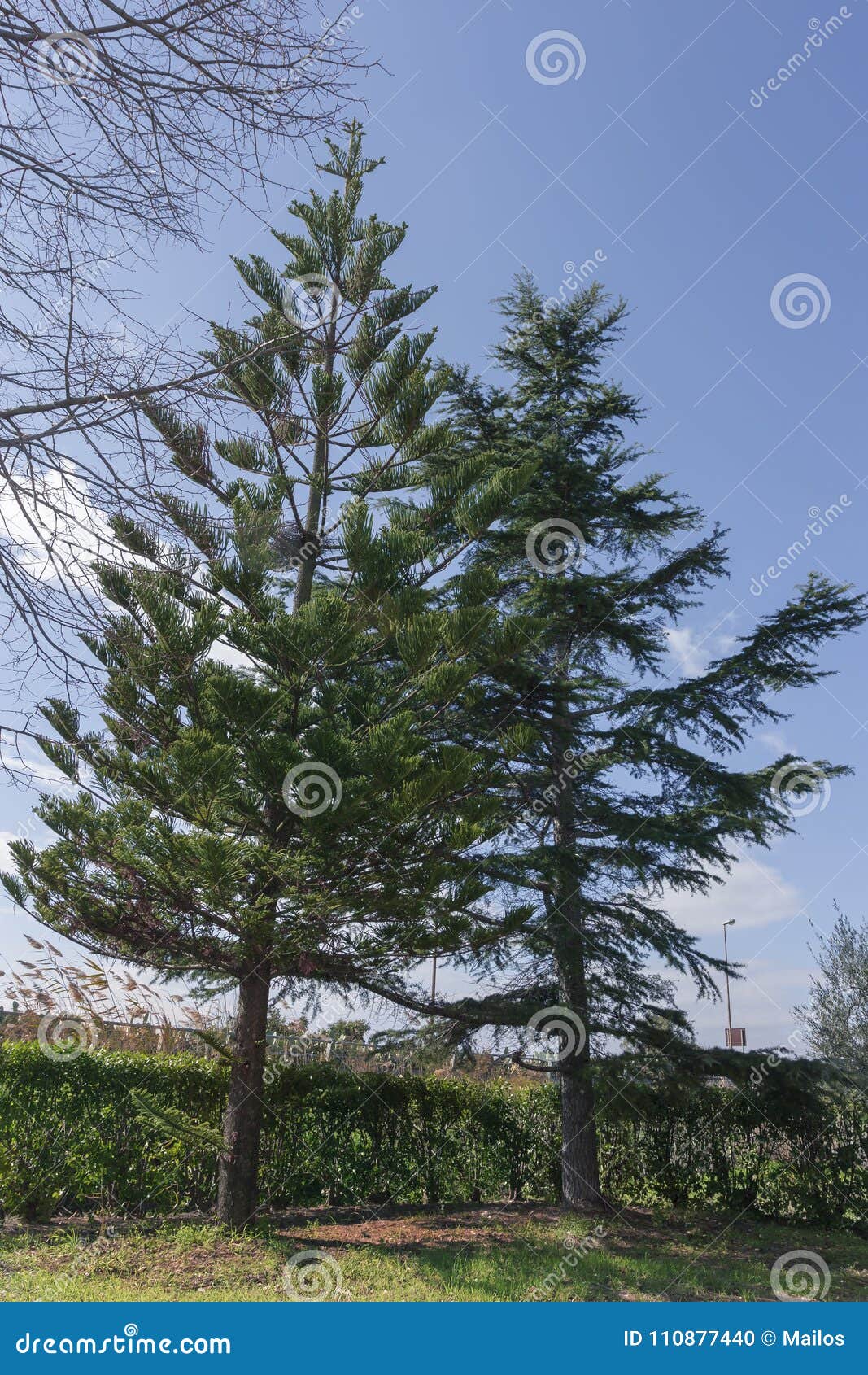 Two Pine Trees and in the Background a Clear Sky Stock Photo - Image of ...