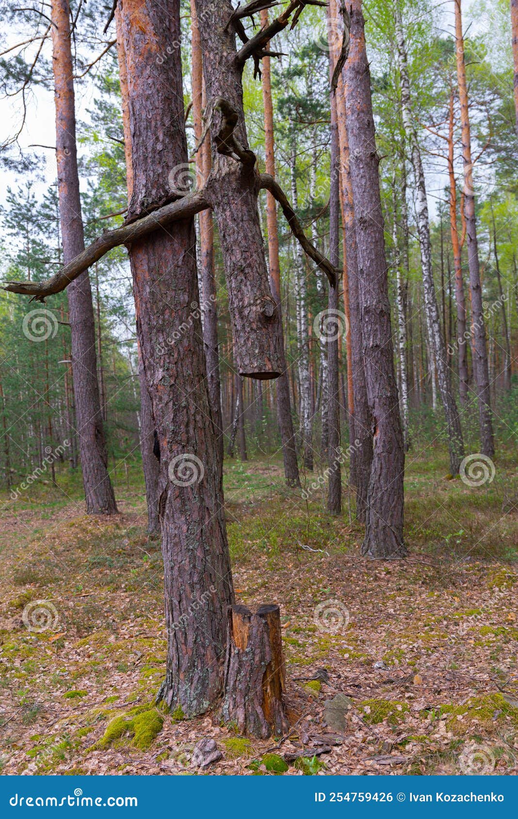Two Pine Trees are Connected by Trunks Stock Photo - Image of strength ...