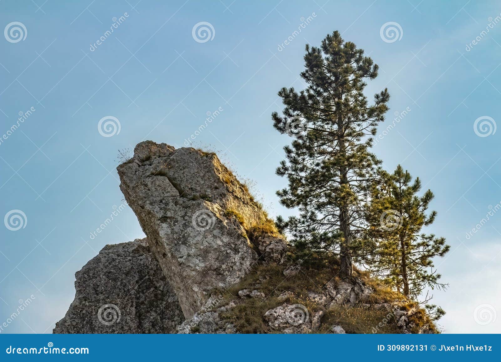 Two Pine Trees Growing on a Rock. Stock Image - Image of summer ...