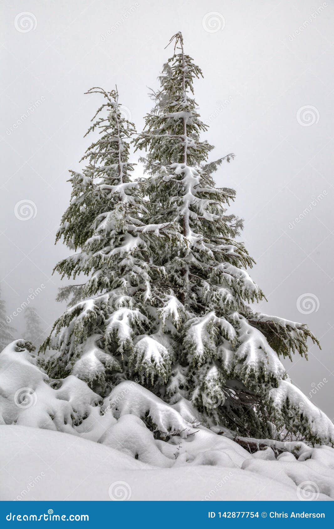 Twin Pine Trees Huddle Close To Each Other and are Covered in Deep Pure ...