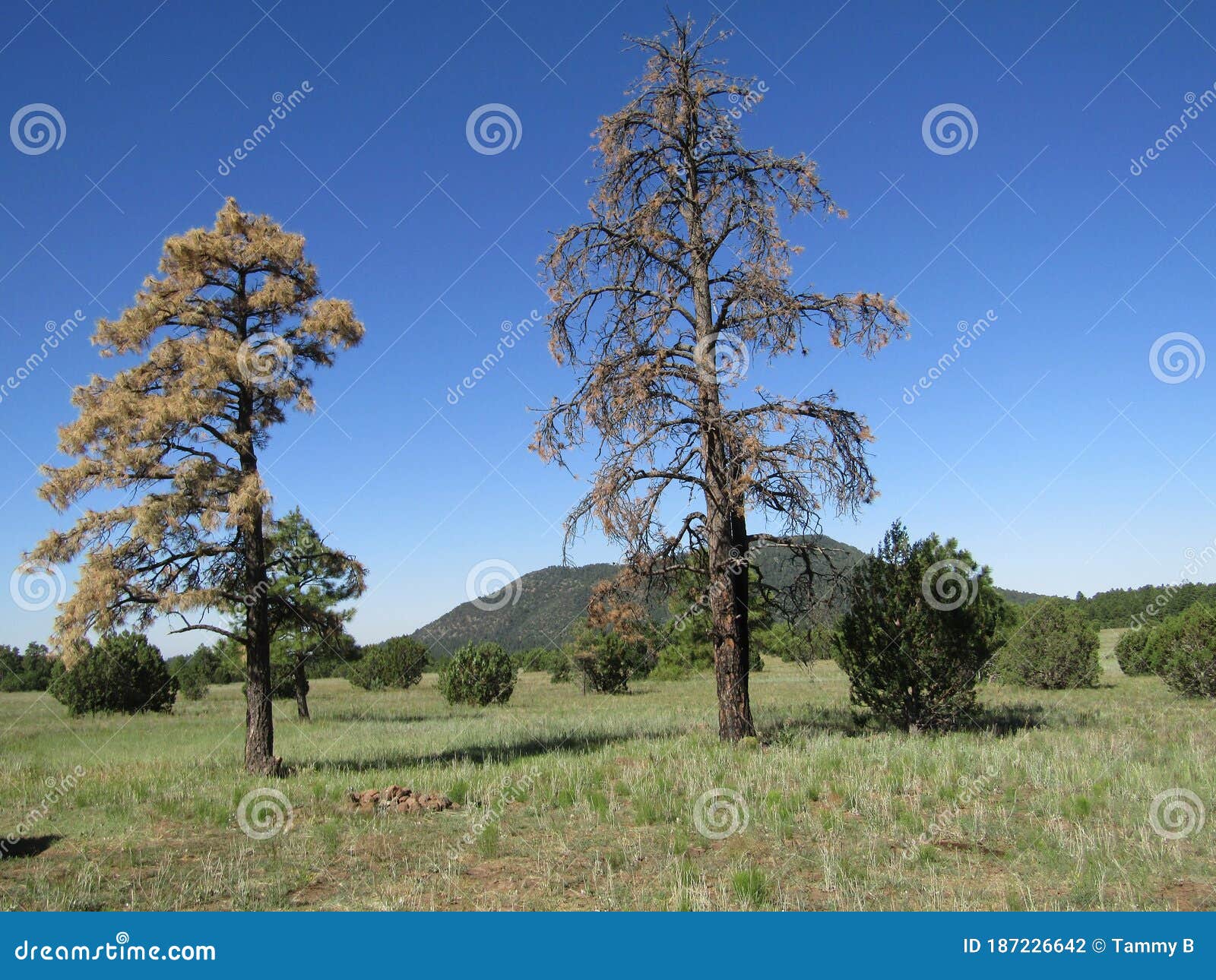 Two Pine Trees in Landscape Stock Photo - Image of countryside, rural ...