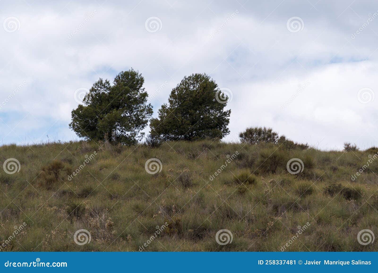 Two Pine Trees on the Mountain Stock Image - Image of bushes, trees ...