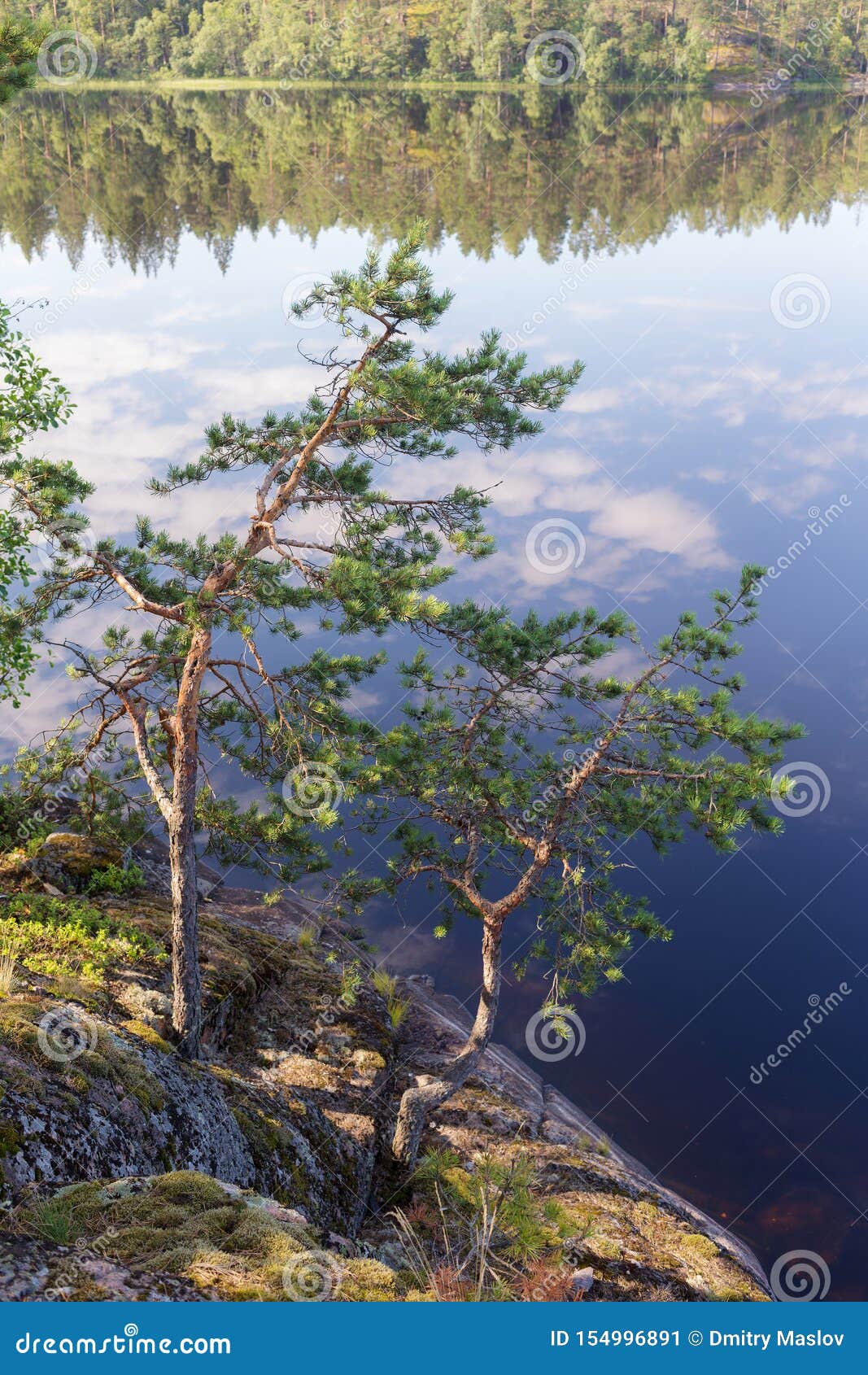 Two pine trees stock image. Image of outdoor, blue, sunny - 154996891