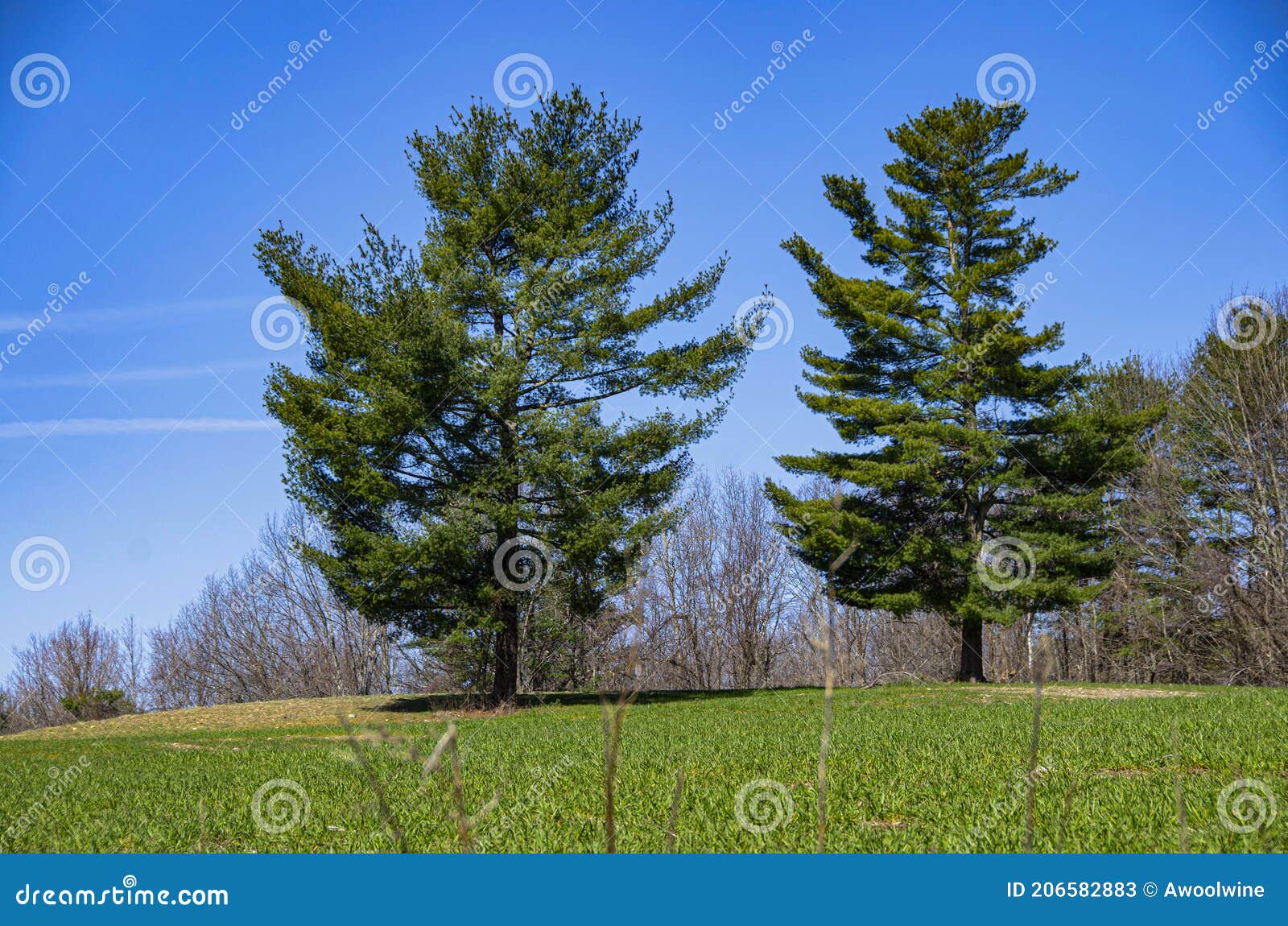 Two Pine Trees on Rolling Hill with Green Grass Stock Image - Image of ...