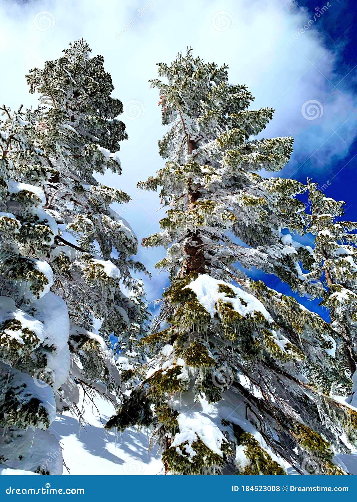 Pine tree with snow stock photo. Image of winter, blue - 184523008