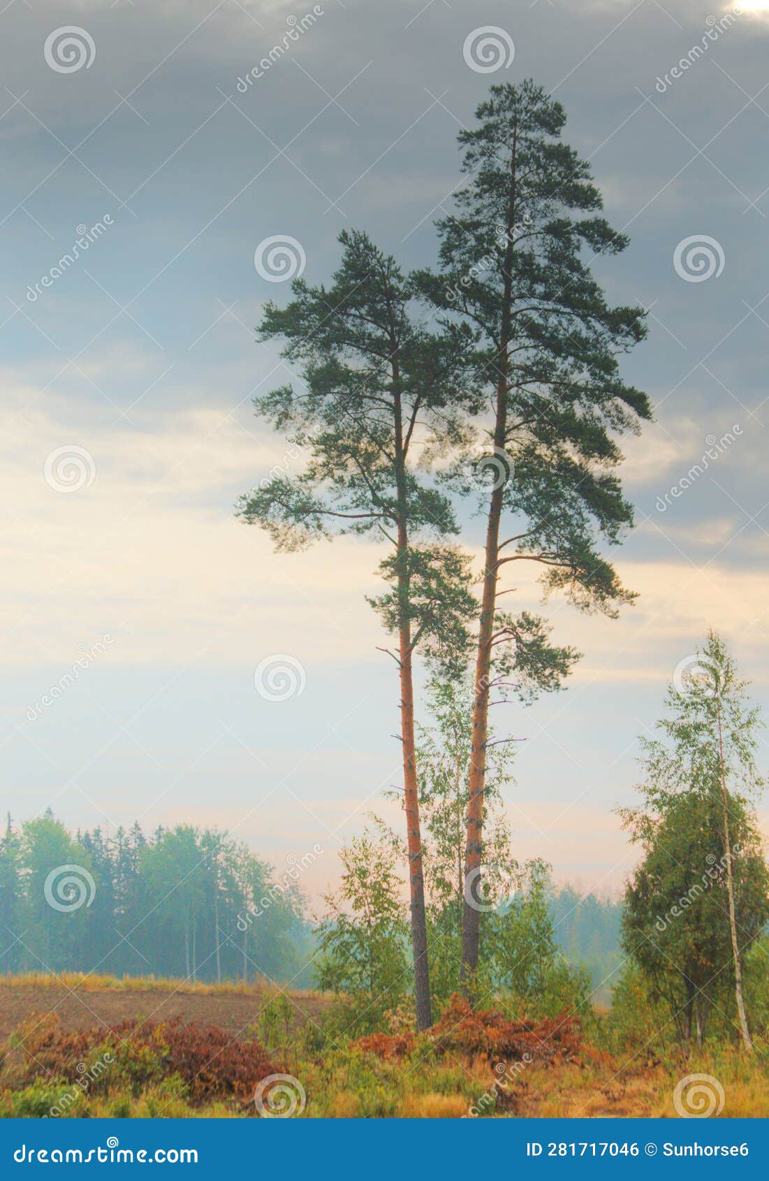 Two Pine Trees Standing Alone Stock Photo - Image of land, calm: 281717046
