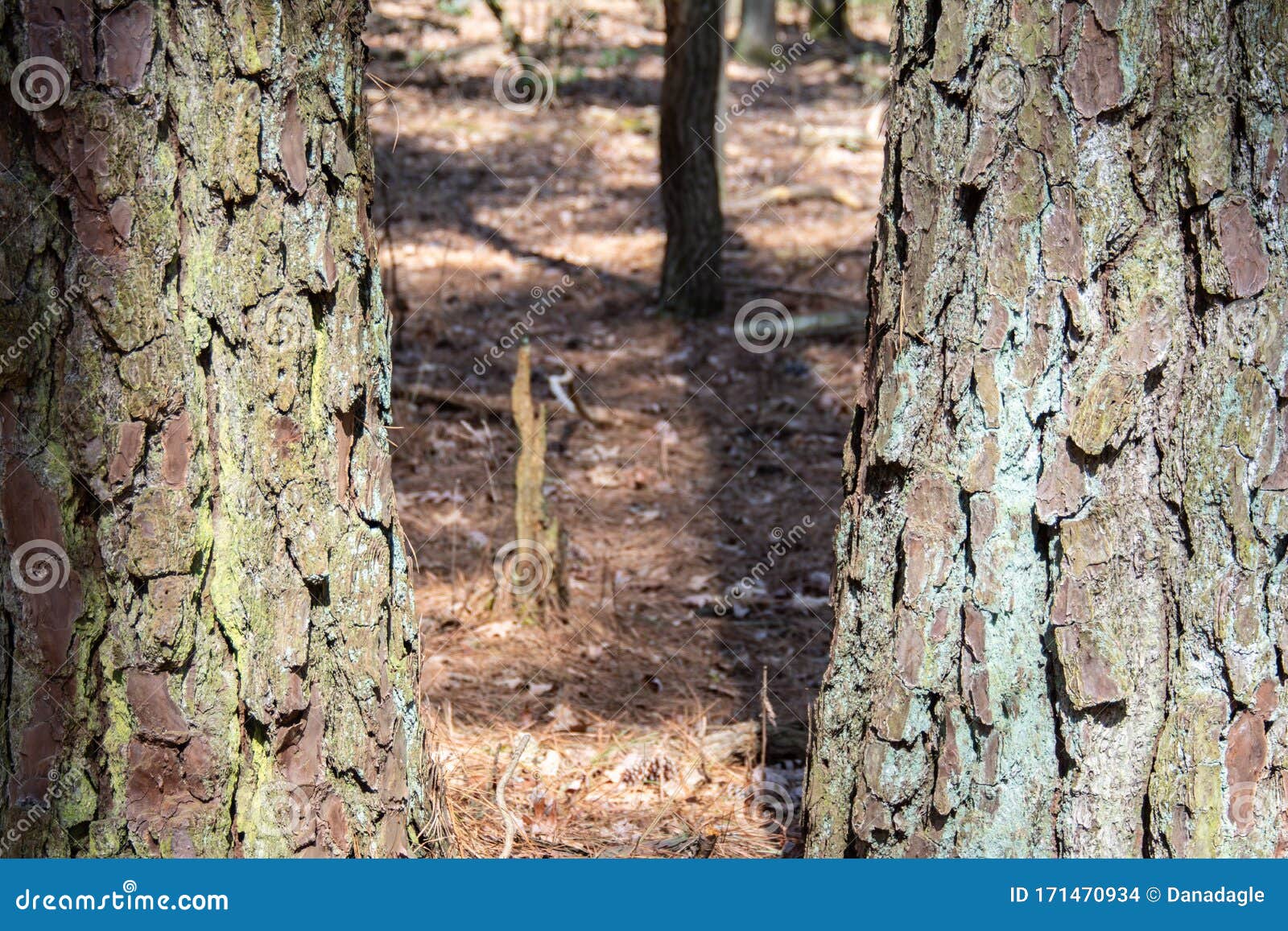 Two Pine Trees in Woods Looking through To Forest Stock Photo - Image ...