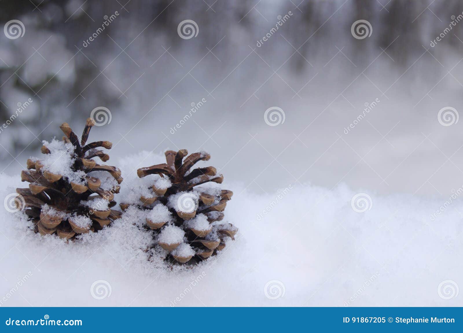 Two Pinecones in snow stock image. Image of fluffy, pinecones - 91867205