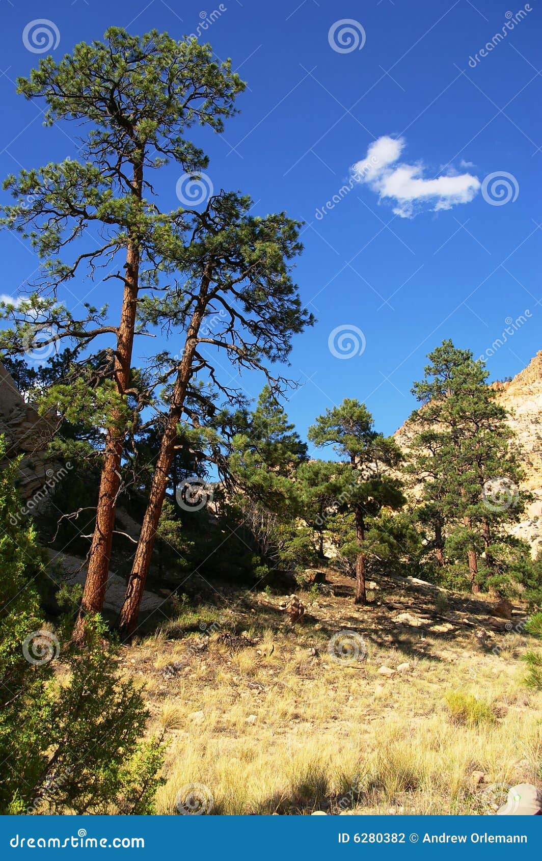Two Pines stock photo. Image of needles, clouds, outdoors - 6280382