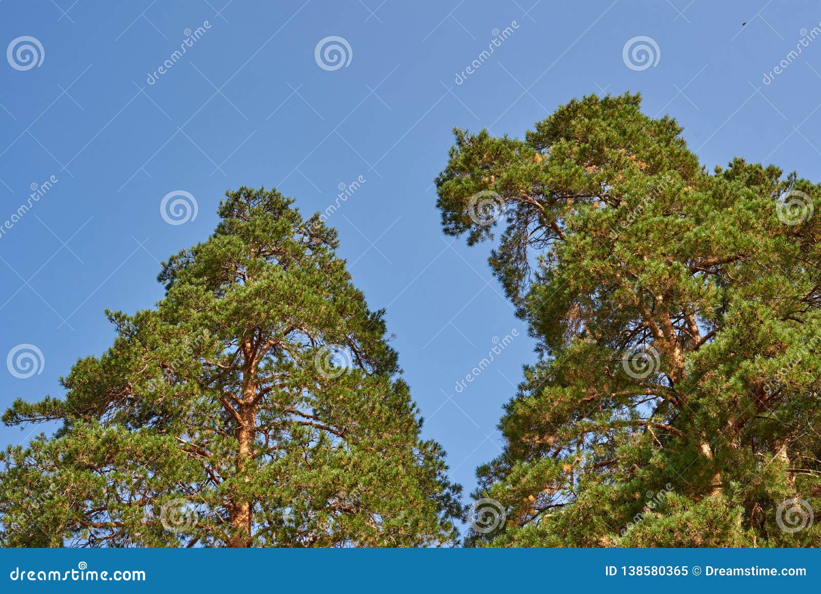 Two pines against the sky stock image. Image of curvy - 138580365