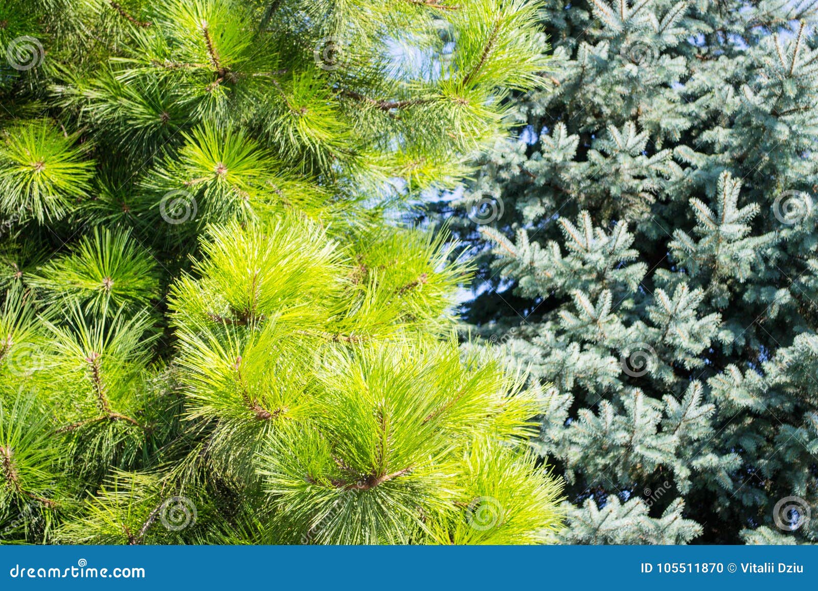 Two Pines Branchs Background Style Stock Photo - Image of evergreen ...