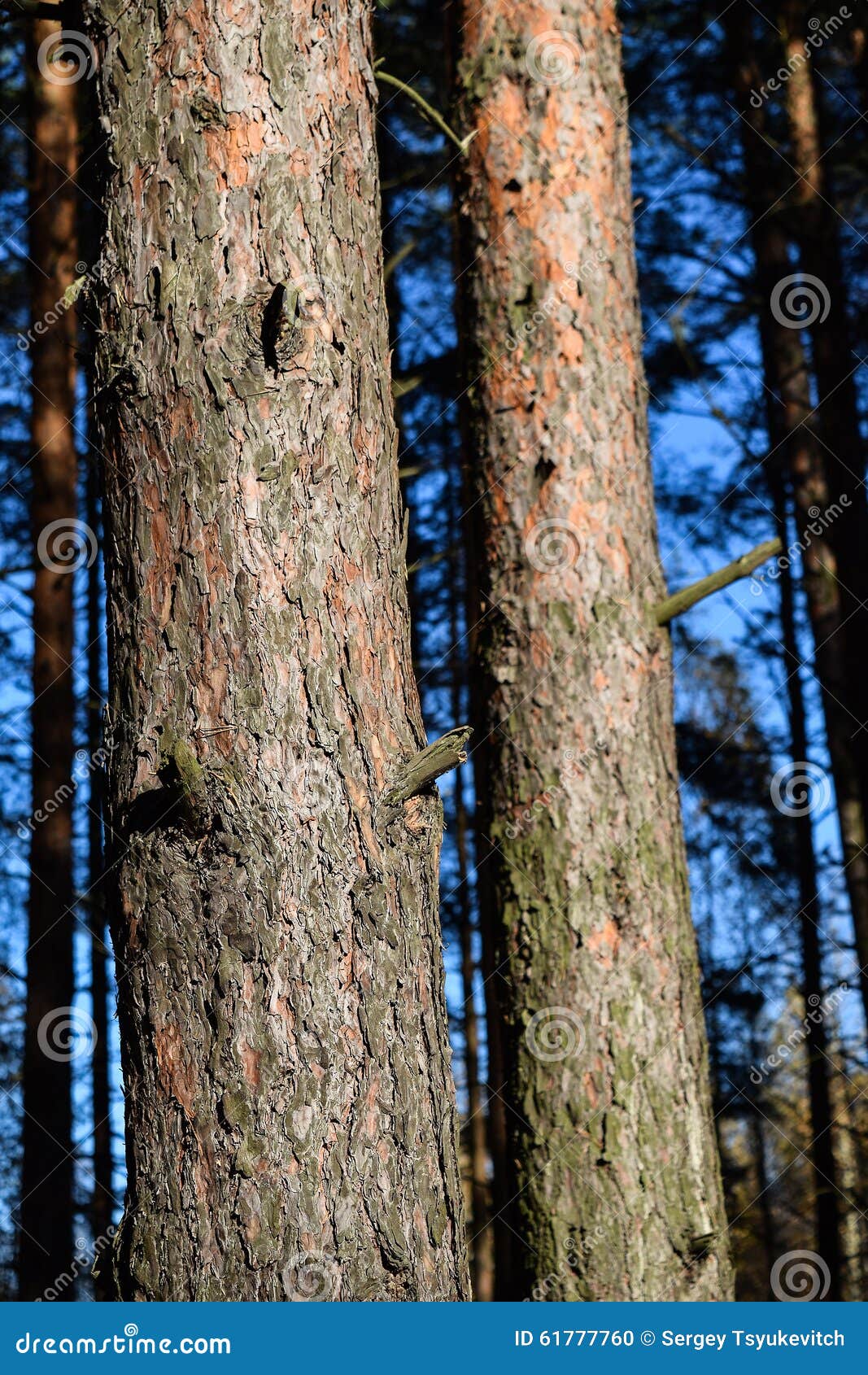 Two pines. stock photo. Image of nature, october, light - 61777760