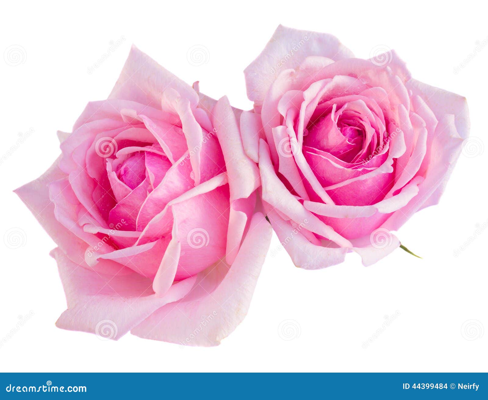 Two pink blooming roses stock photo. Image of nature - 44399484