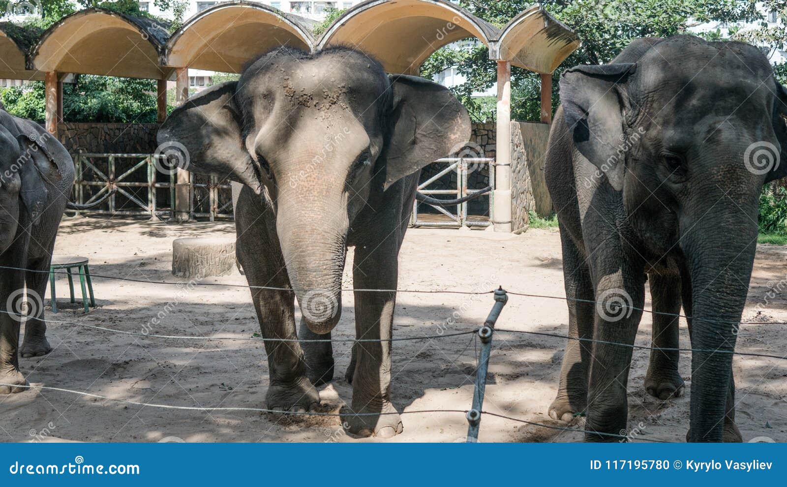 Two Pink Elephants in the Zoo Editorial Image - Image of african, nose ...