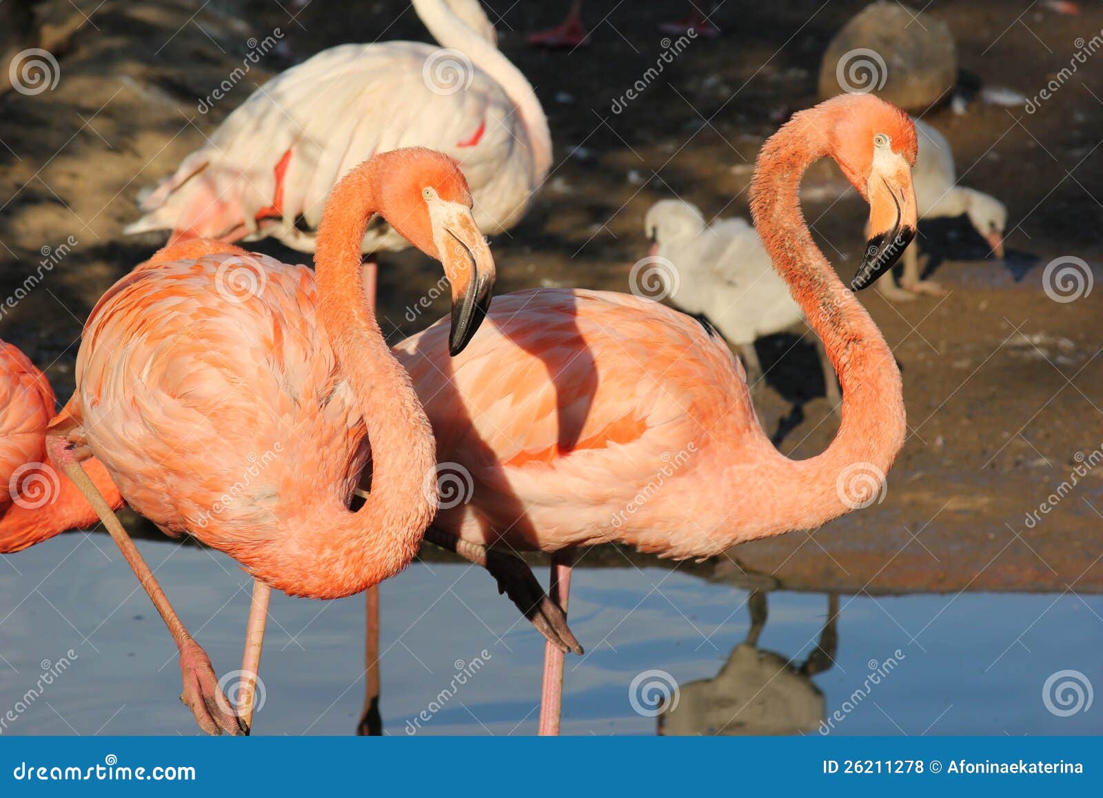 Two pink flamingo standing stock photo. Image of claw - 26211278