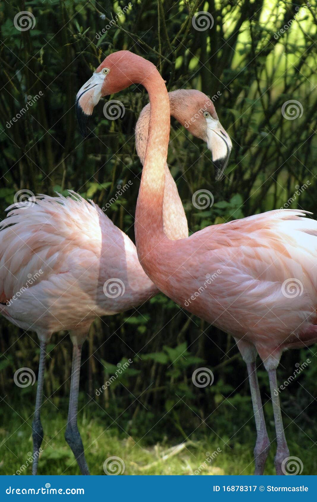 Two pink flamingos stock image. Image of pink, water - 16878317