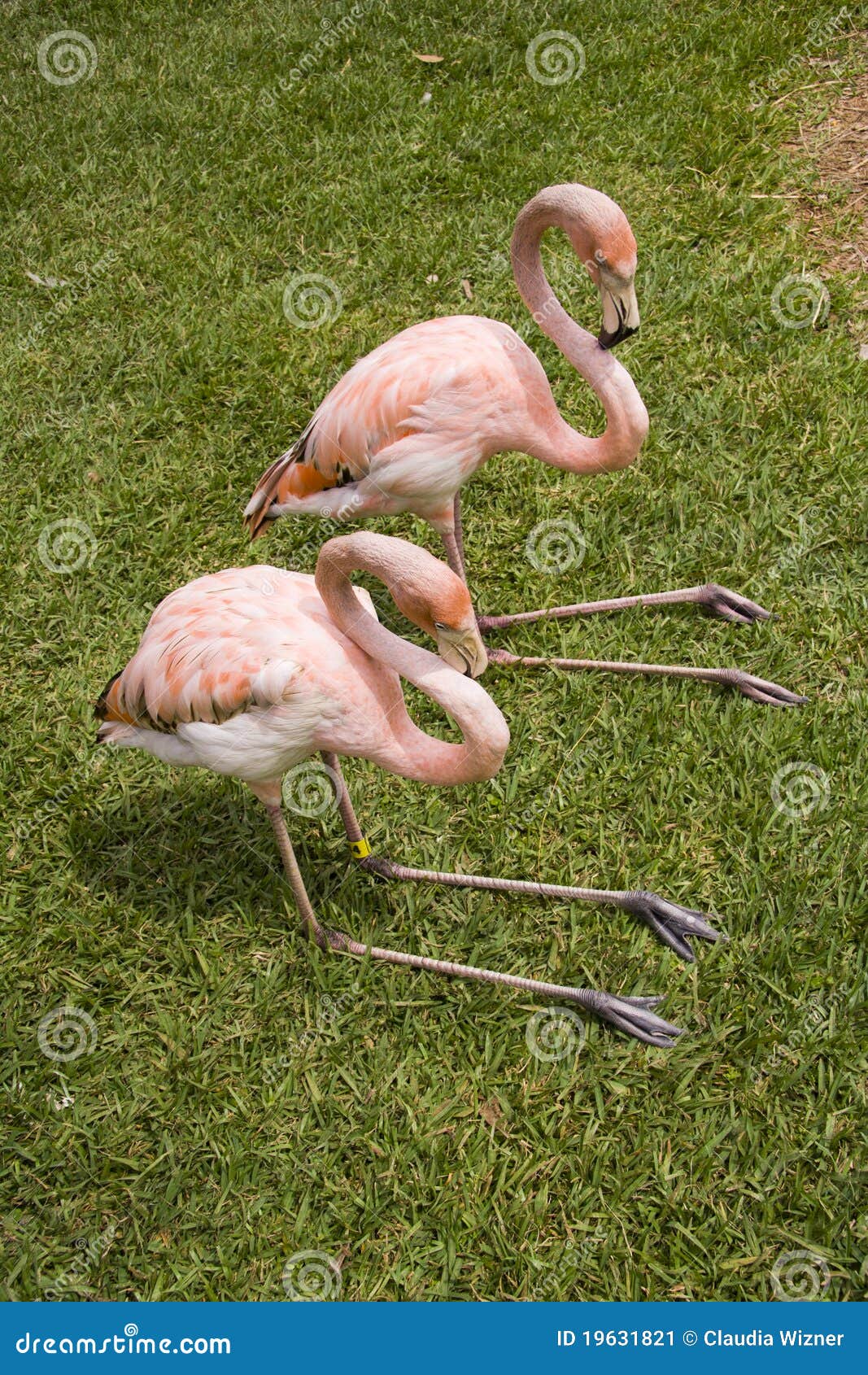 Two Pink Flamingos stock image. Image of subtropics, colorful - 19631821