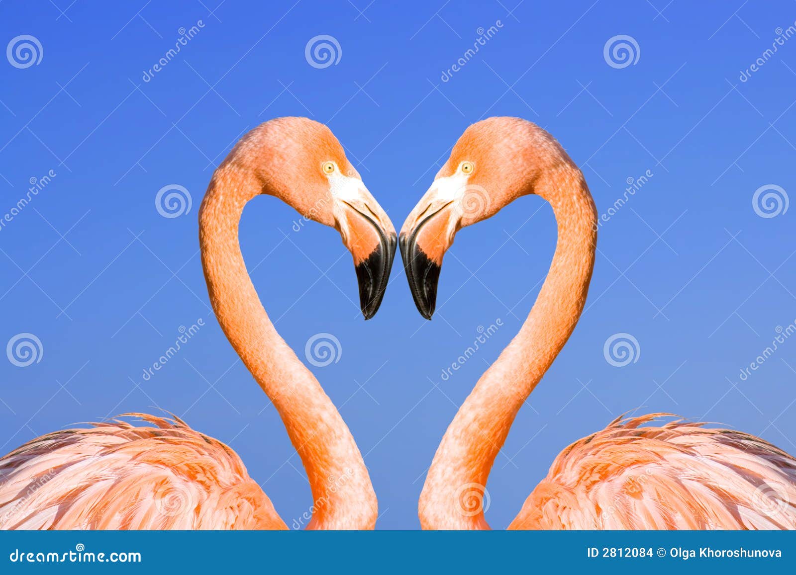 Two pink flamingos stock photo. Image of blue, shape, park - 2812084