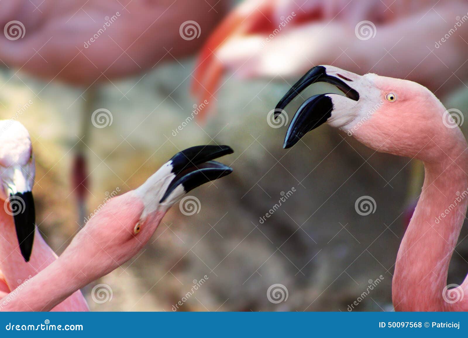 Two Pink Flamingos Fighting Stock Photo - Image of battle, animals ...