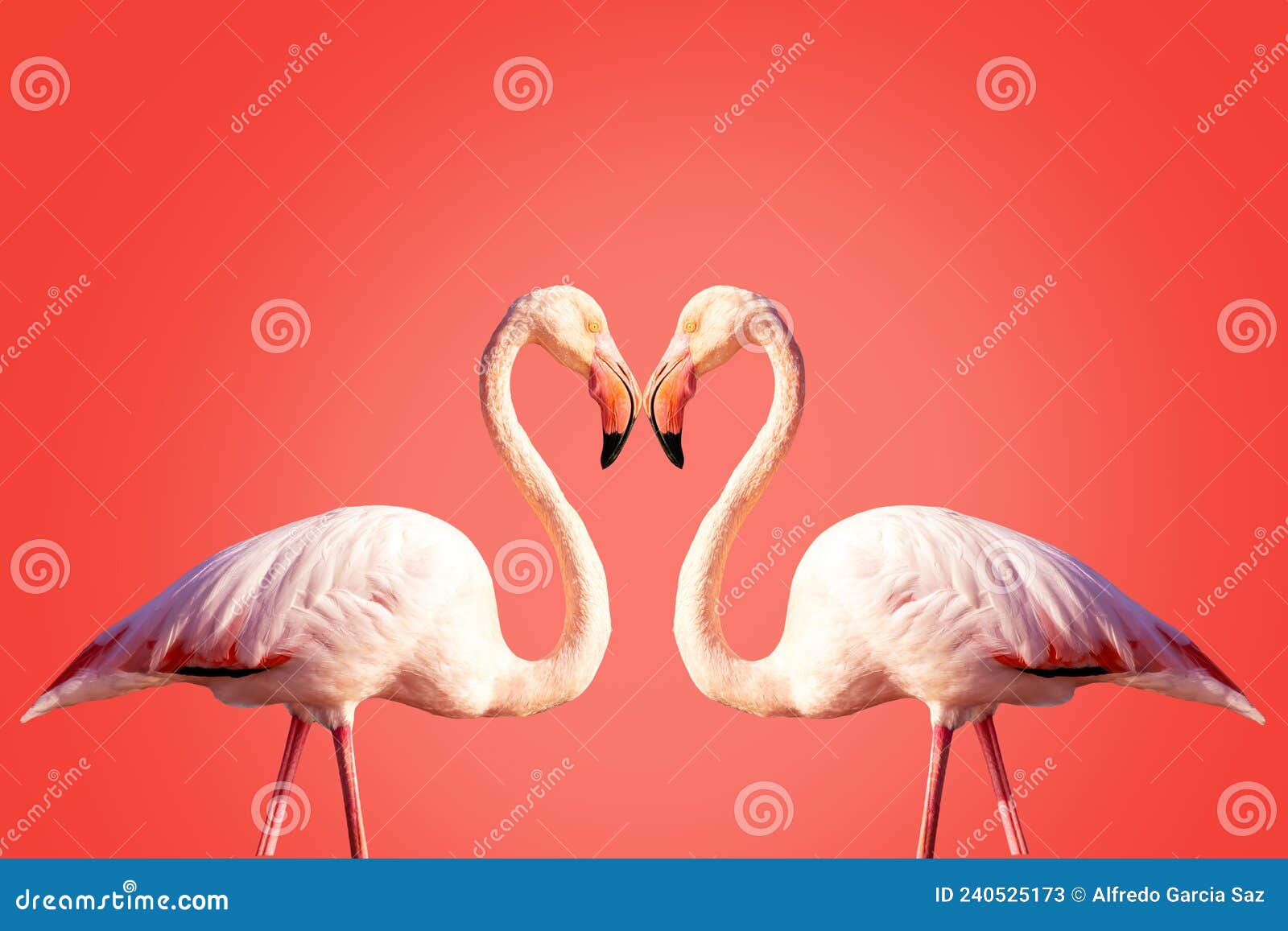 Two Pink Flamingos Making a Heart Shape Stock Image - Image of beak ...