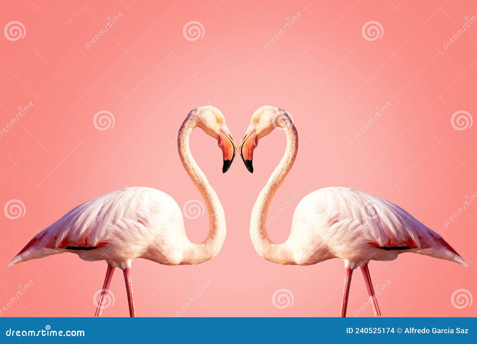 Two Pink Flamingos Making a Heart Shape Stock Photo - Image of colorful ...