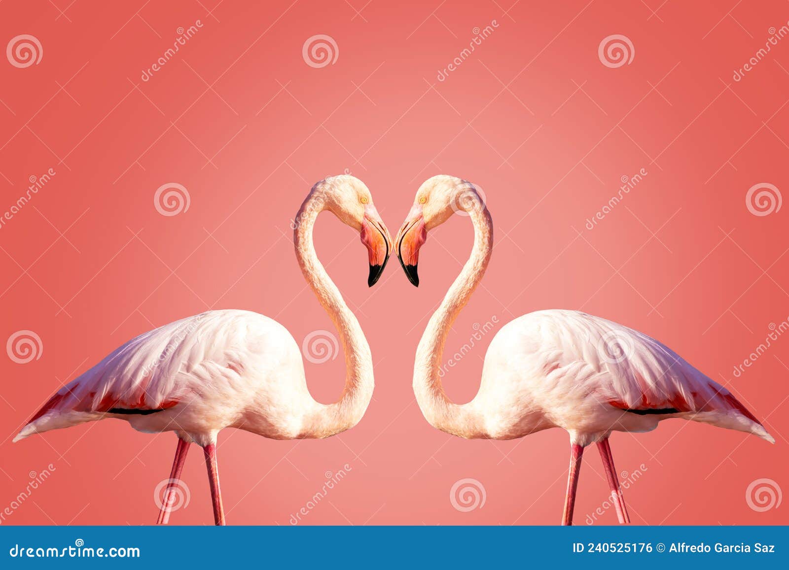 Flamingos Making A Heart