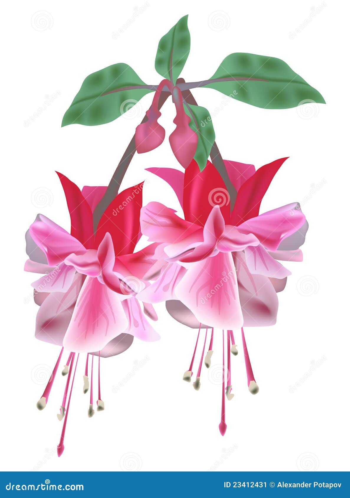 Two Pink Flower Isolated on White Stock Vector - Illustration of ...