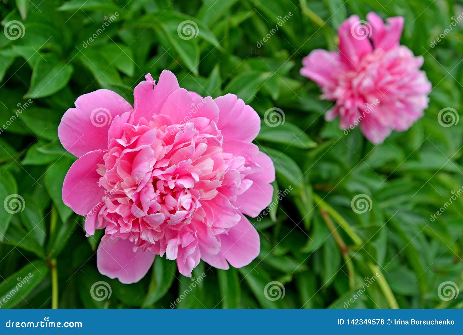 Two Pink Flowers of a Peony Paeonia L Stock Photo - Image of flower ...