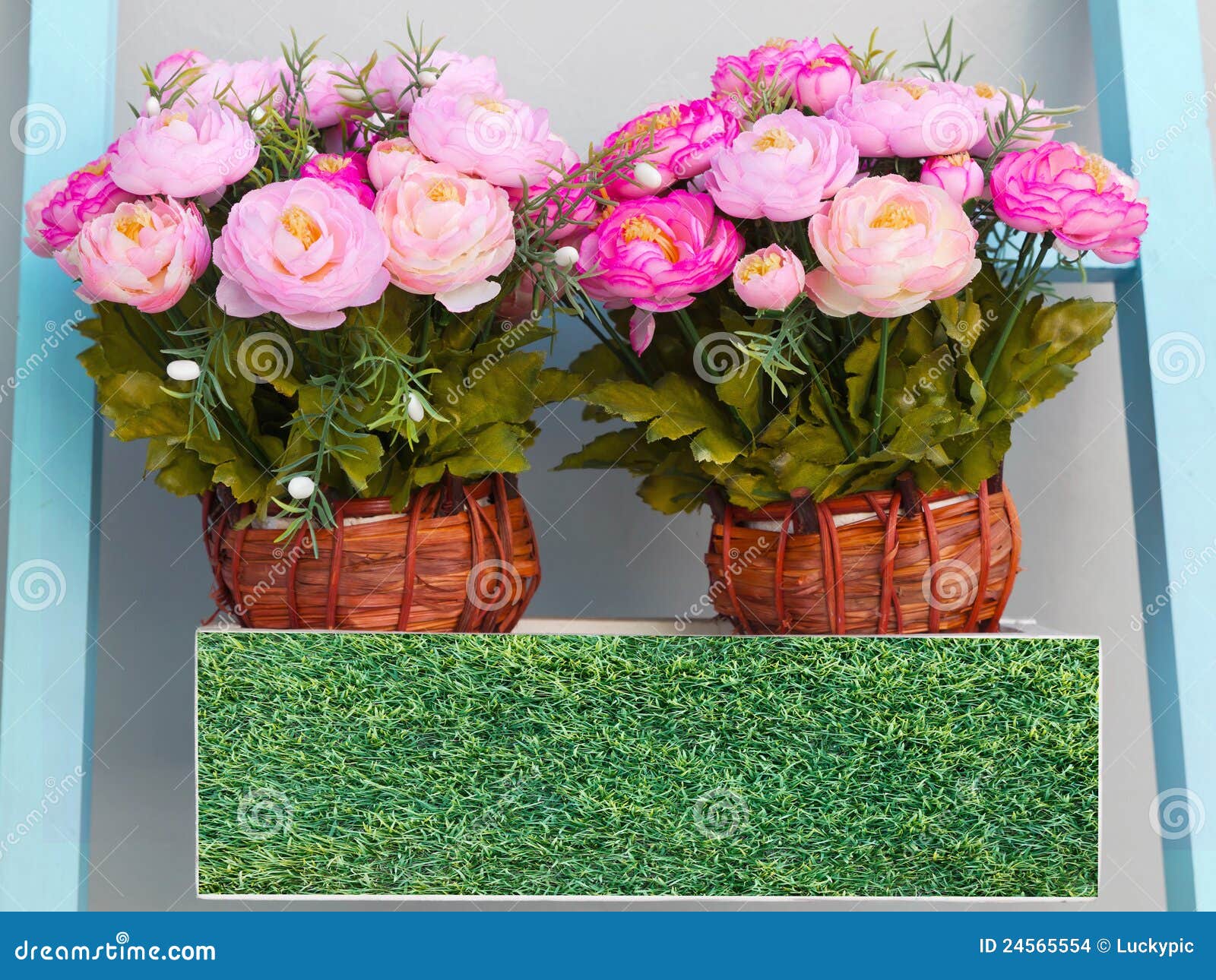 Two pink flowers in pots stock photo. Image of closeup - 24565554