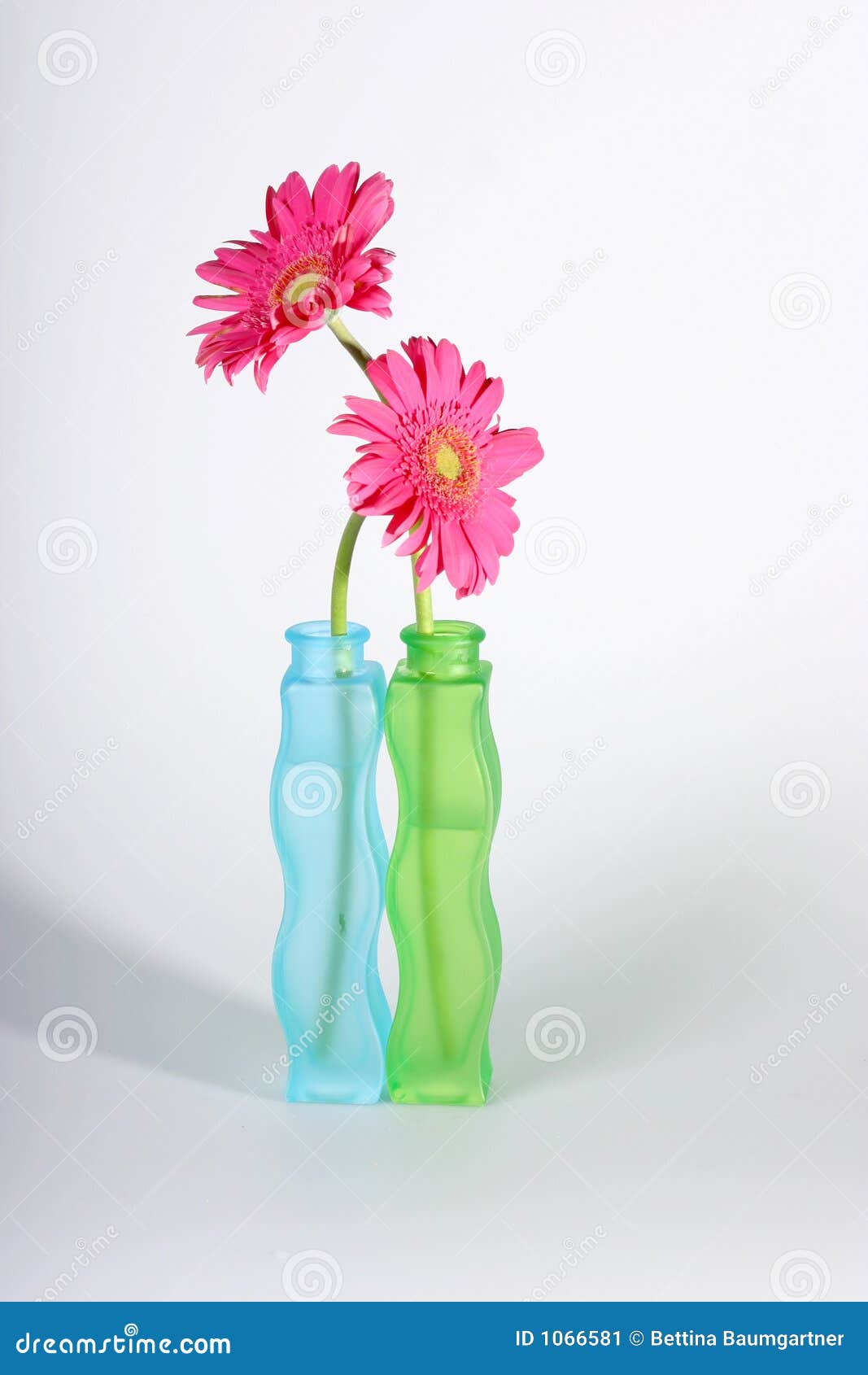 Two pink gerber lilies stock image. Image of pink, beauty - 1066581