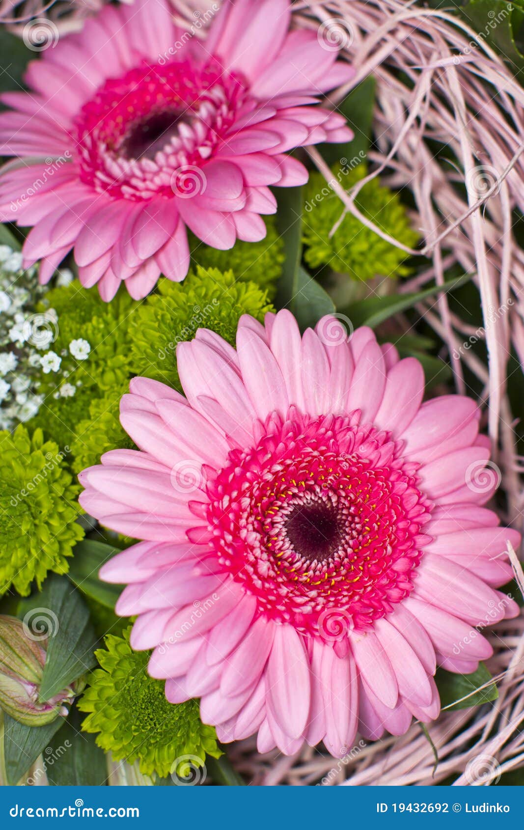 Two pink gerbera stock photo. Image of gerbera, bright - 19432692