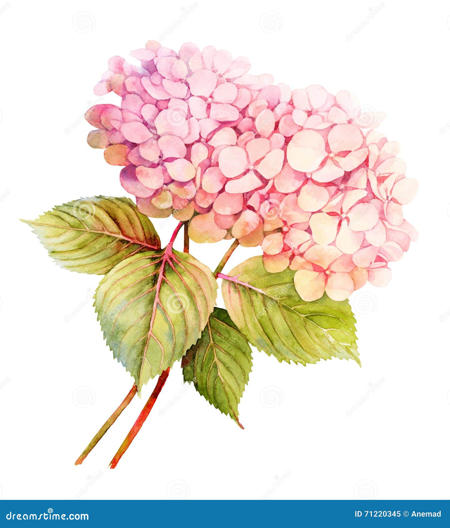 Two Pink Hydrangeas Watercolor Flower Illustration Stock Illustration ...