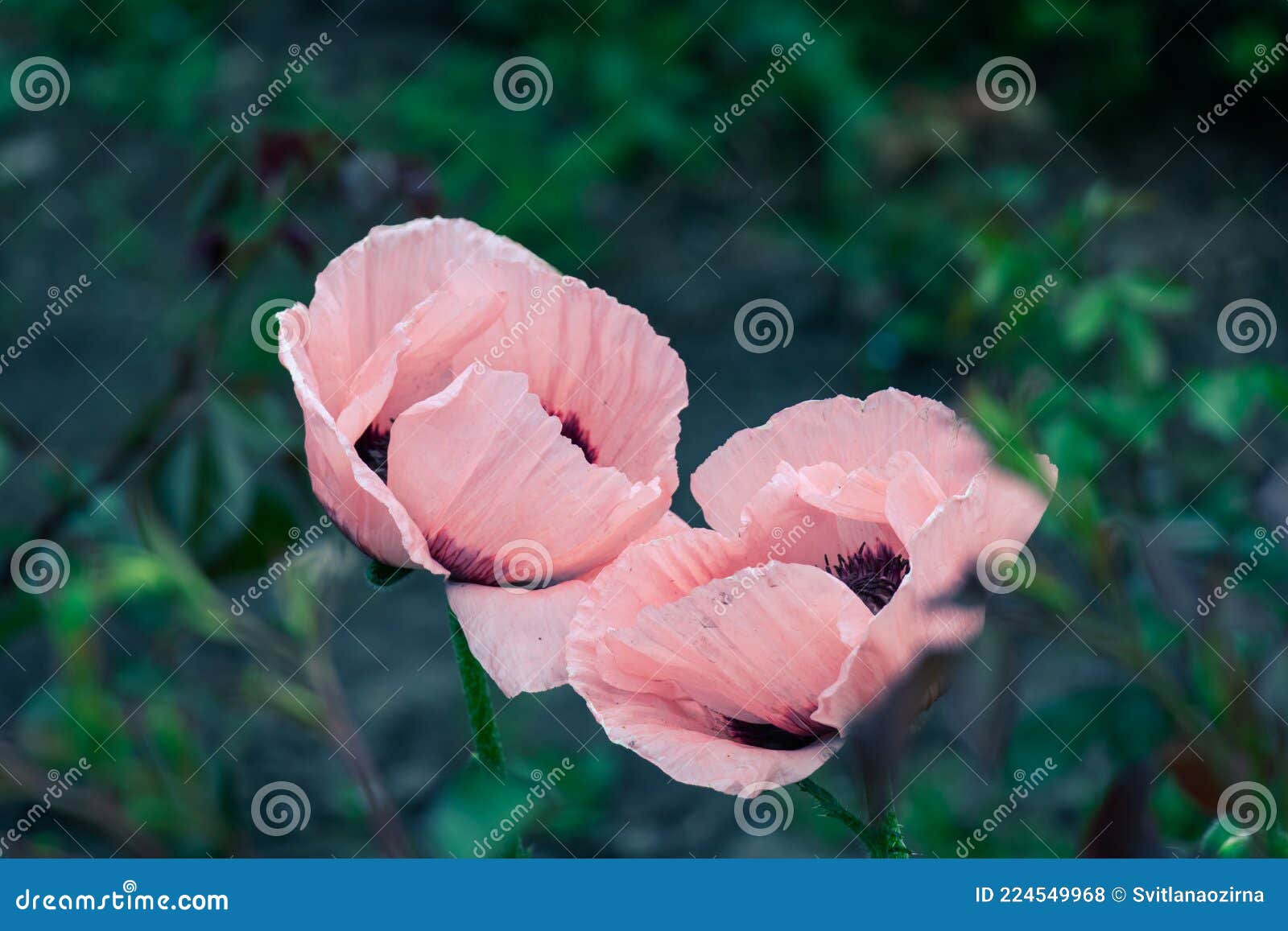 Two Pink Large Poppy Flowers on a Dark Vertical Background Stock Photo ...