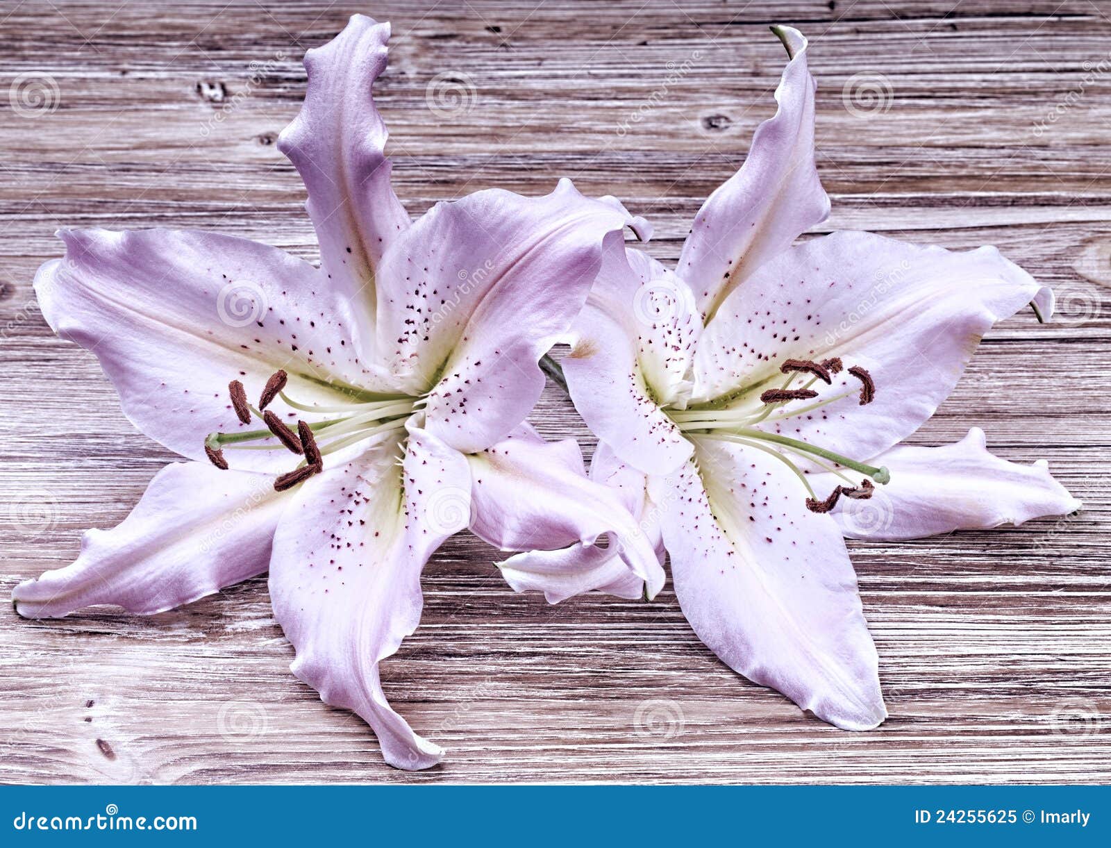 Two pink lilies flowers stock image. Image of nature - 24255625