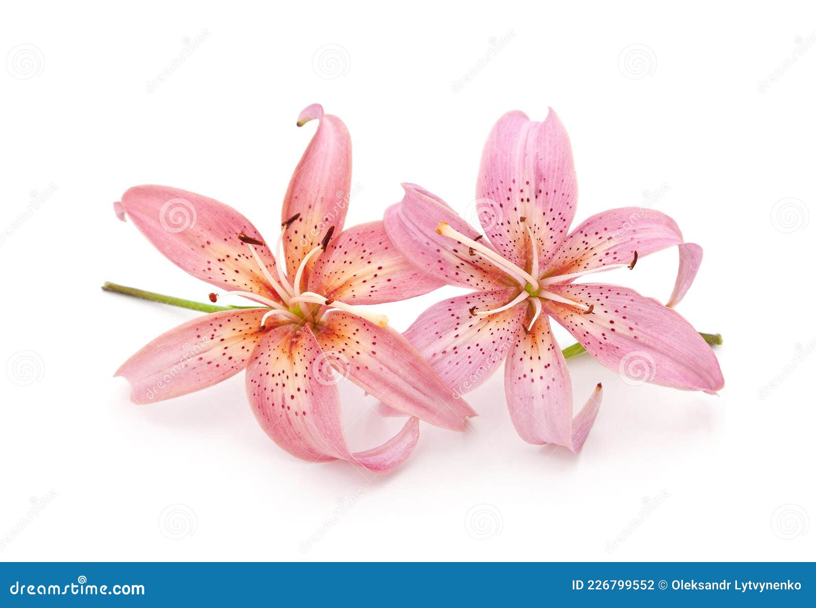 Two pink lilies stock photo. Image of delicate, summer - 226799552