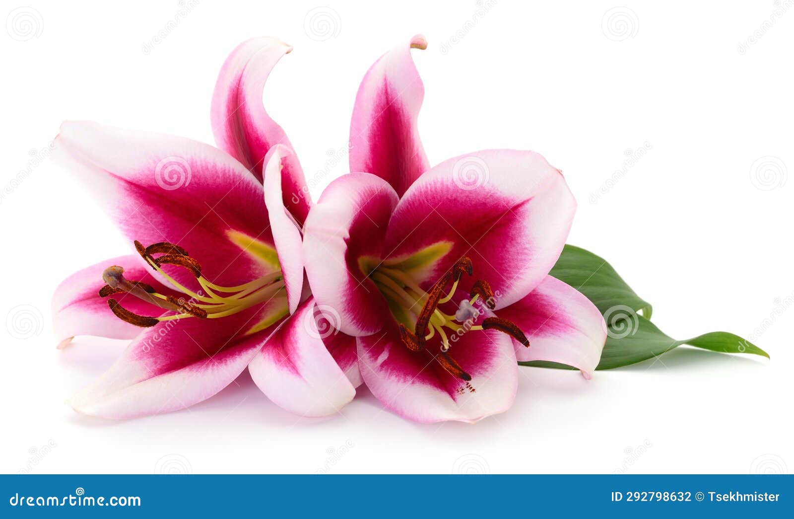 Two pink lilies stock photo. Image of plant, color, spotted - 292798632