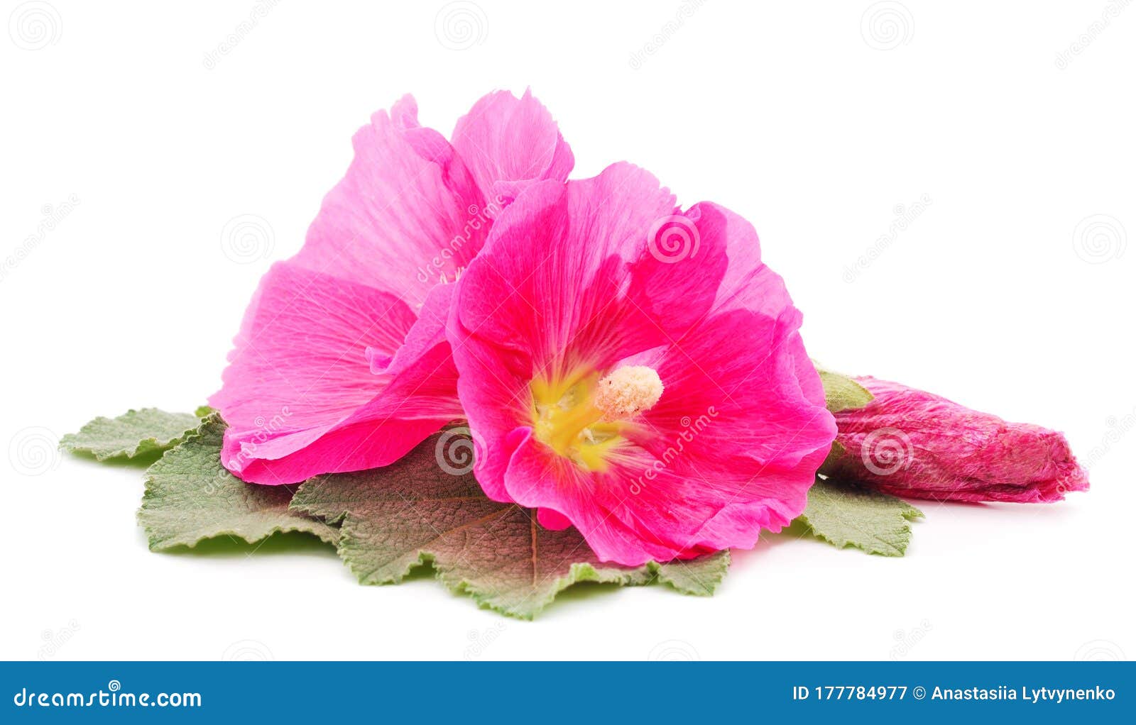 Two pink mallows stock image. Image of petal, elements - 177784977