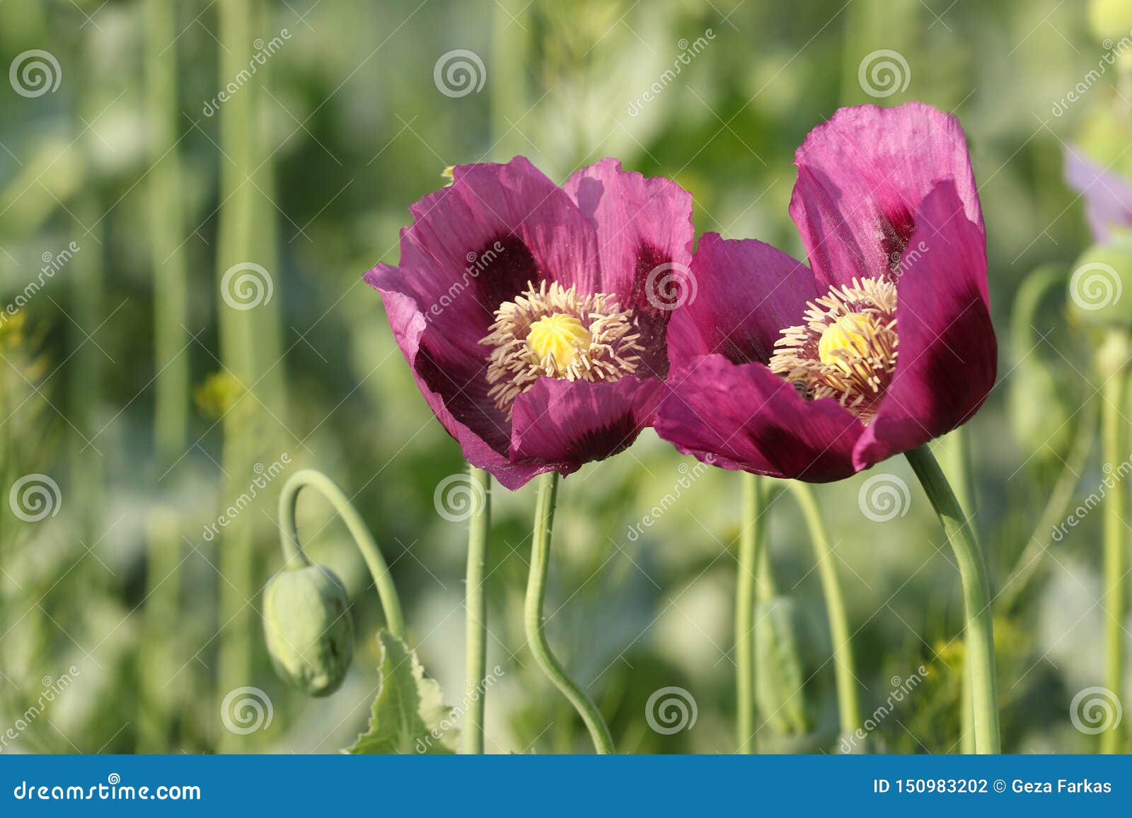 Two Pink Opium Poppy Flowers Stock Photo - Image of field, culture ...
