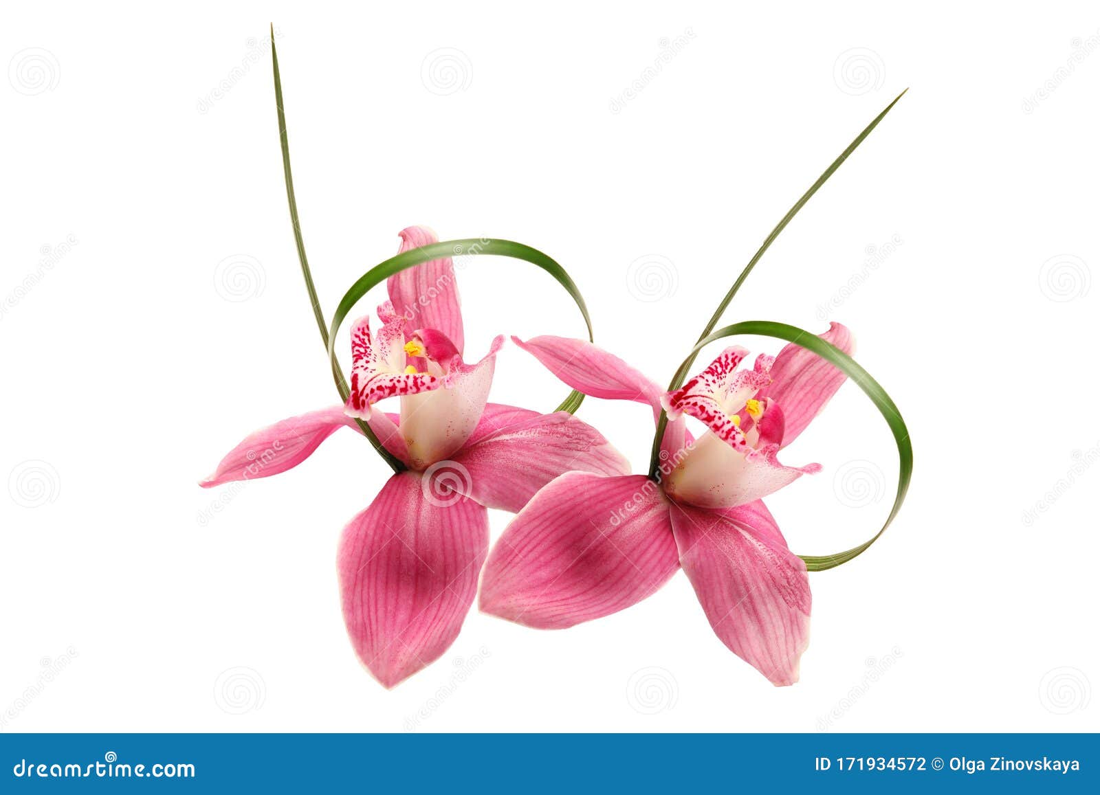 Green Thin Long Leaves . Plant With Narrow Leaf Stock Photography ...