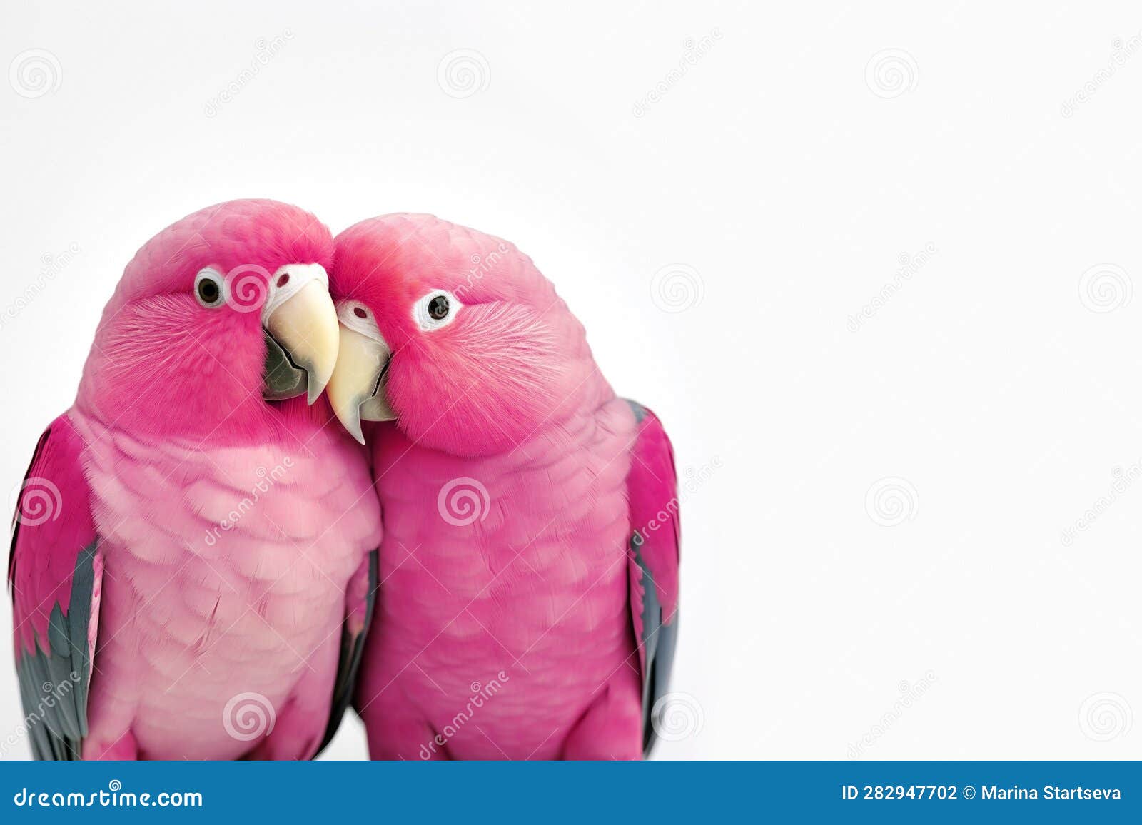 Two Pink Parrots are Sitting Next To Each Other, Hugging and Kissing ...