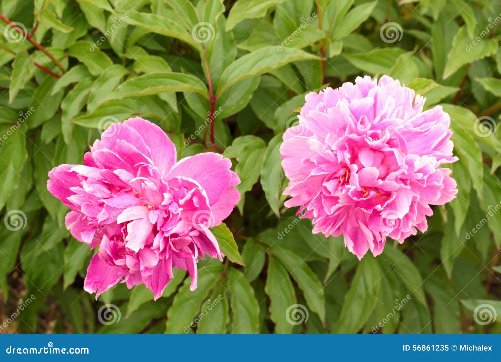 Two Pink Peonies Royalty-Free Stock Photo | CartoonDealer.com #56861235