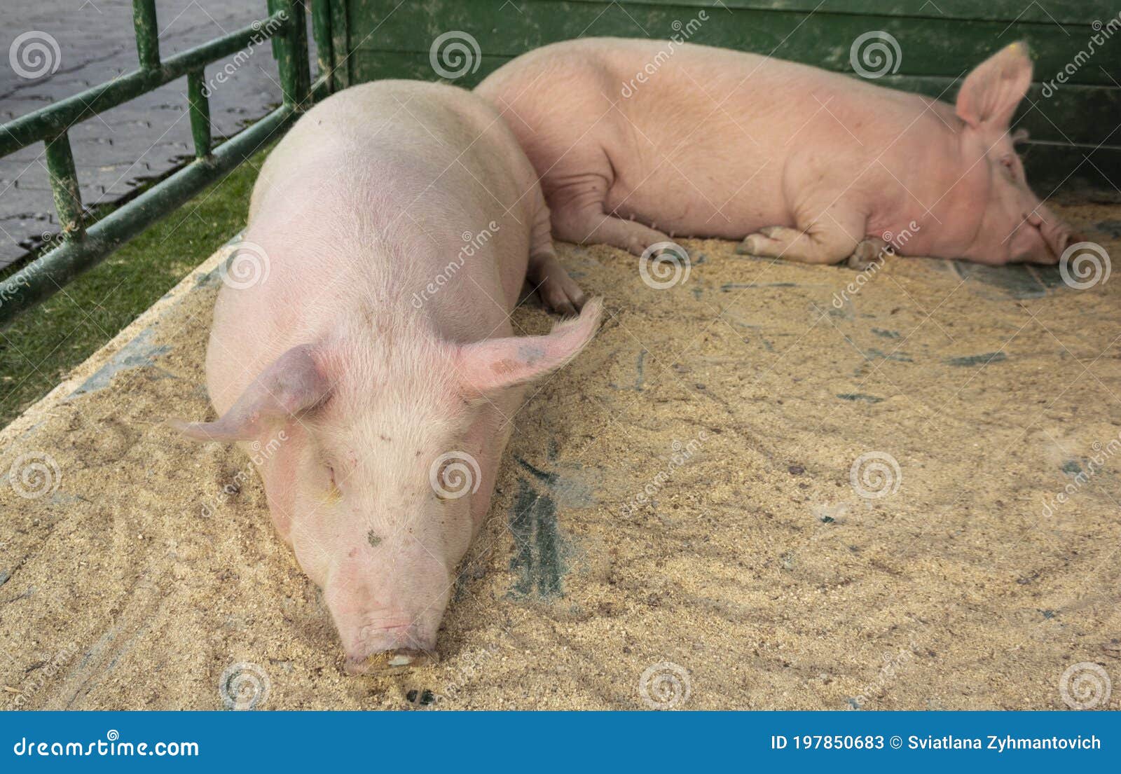 Two Pink Pigs Sleep on Straw Stock Image - Image of organic, outdoors ...