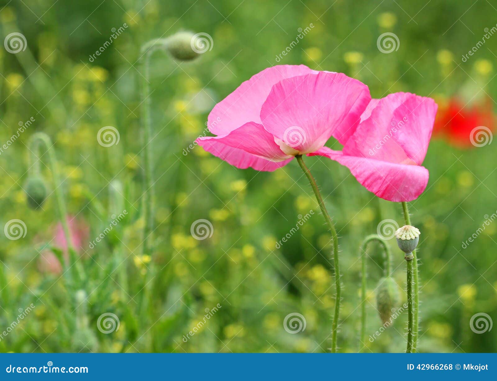 Two pink poppy flowers stock photo. Image of petals, pink - 42966268