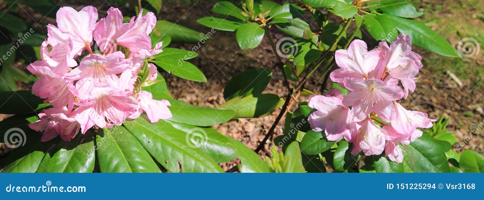 Pink Rodendron Stock Photos - Free & Royalty-Free Stock Photos from ...