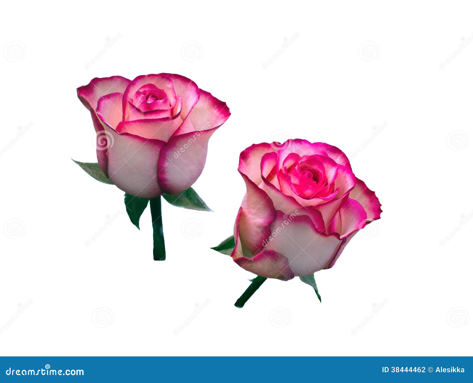 Two pink rose stock photo. Image of macro, love, objects - 38444462